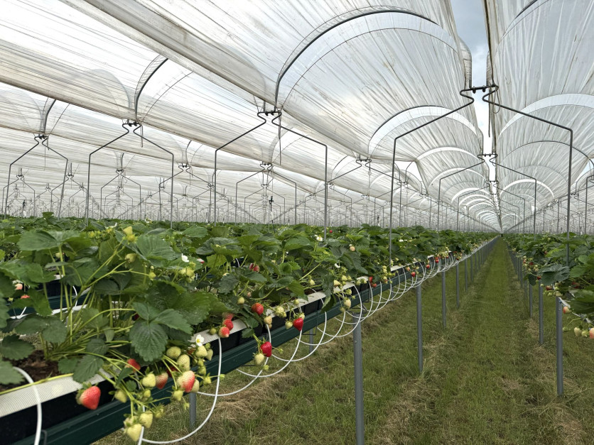 Mini-Tunnel by Meteor: fruit cover for strawberries